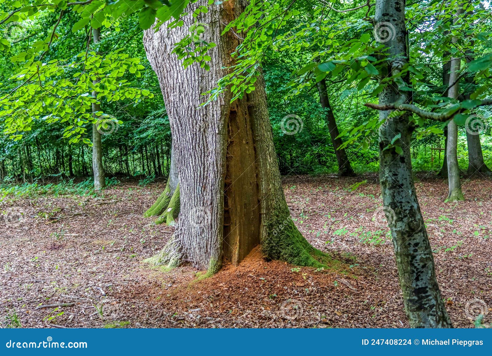 Mysterious View into a Magical and Spooky Forest with Light Beams Stock ...