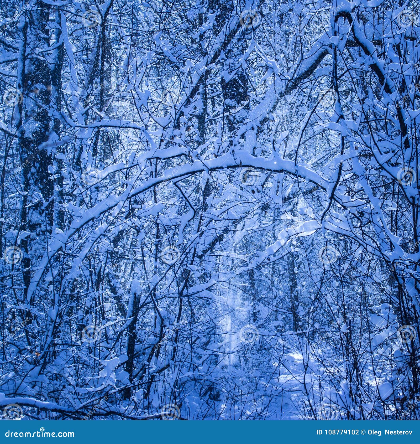 Mysterious Winter Forest in the Evening Stock Photo - Image of evening ...