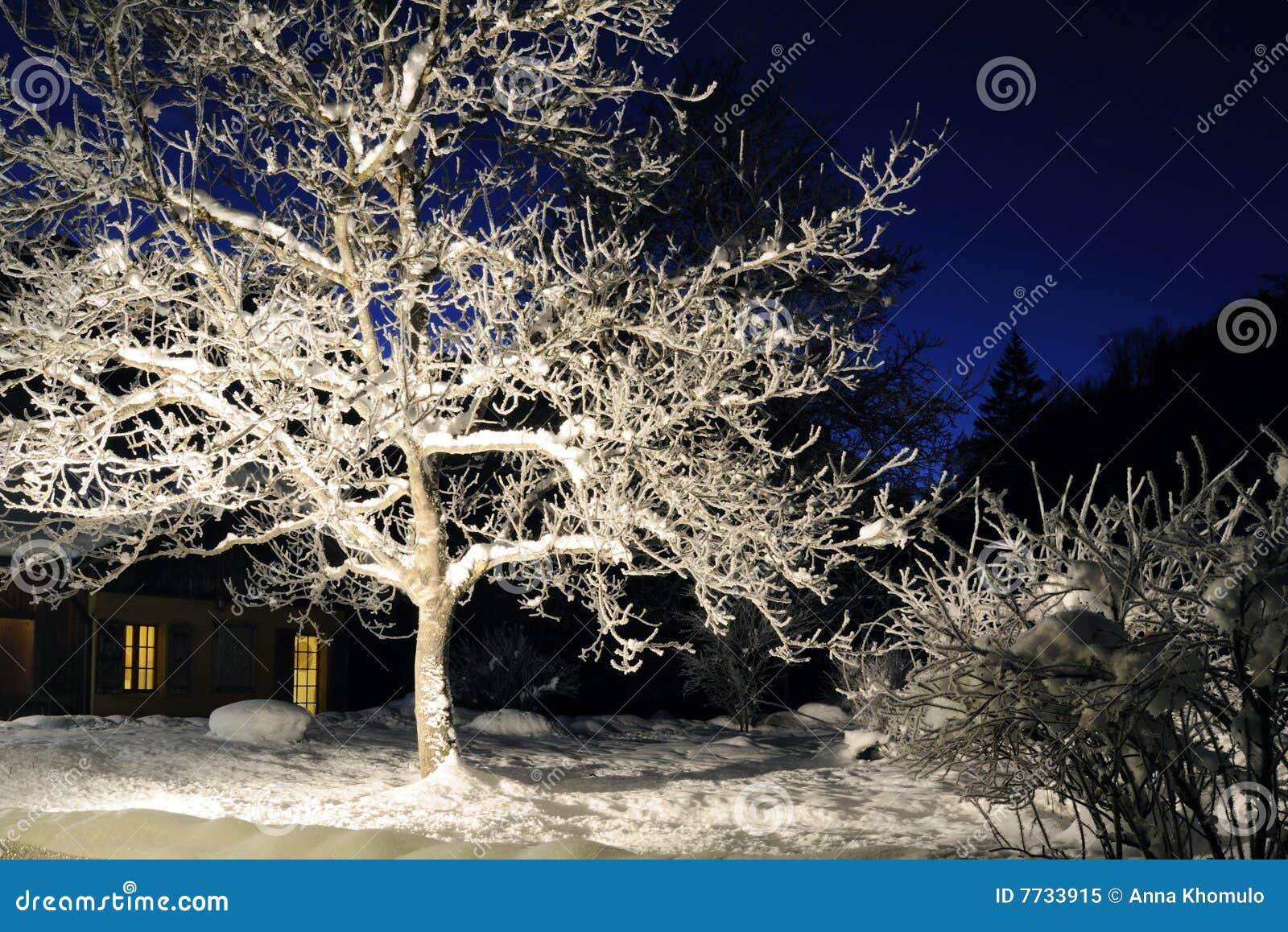 Mysterious winter night stock image. Image of color, nature - 7733915