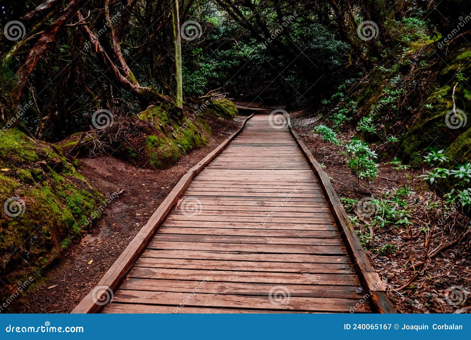 Mysterious Wooden Path, Which Crosses a Closed Forest, To Protect it ...