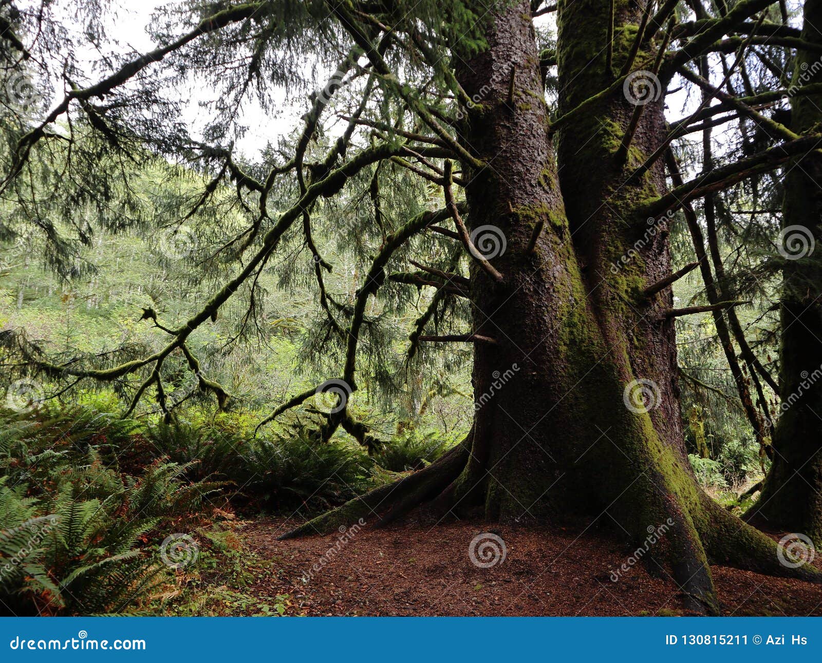 Mysterious Woods in Oregon Coast Stock Image - Image of mysterious ...