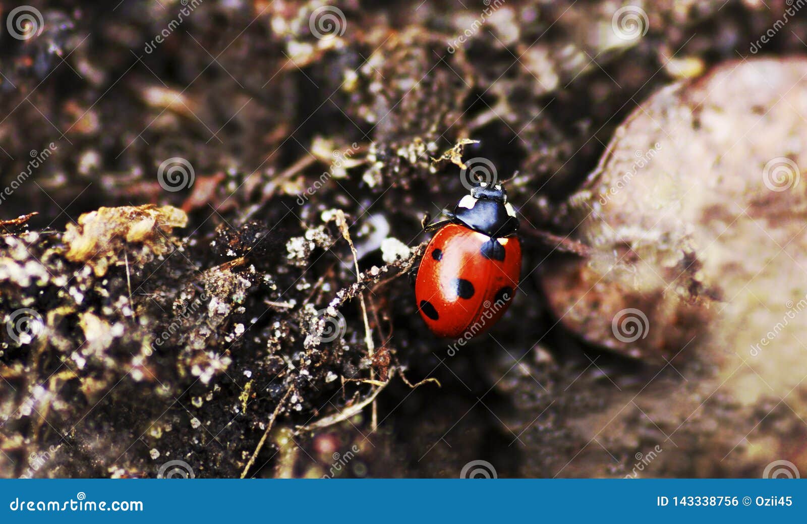 The Mysterious World of Ladybugs Stock Photo - Image of dots, summer ...