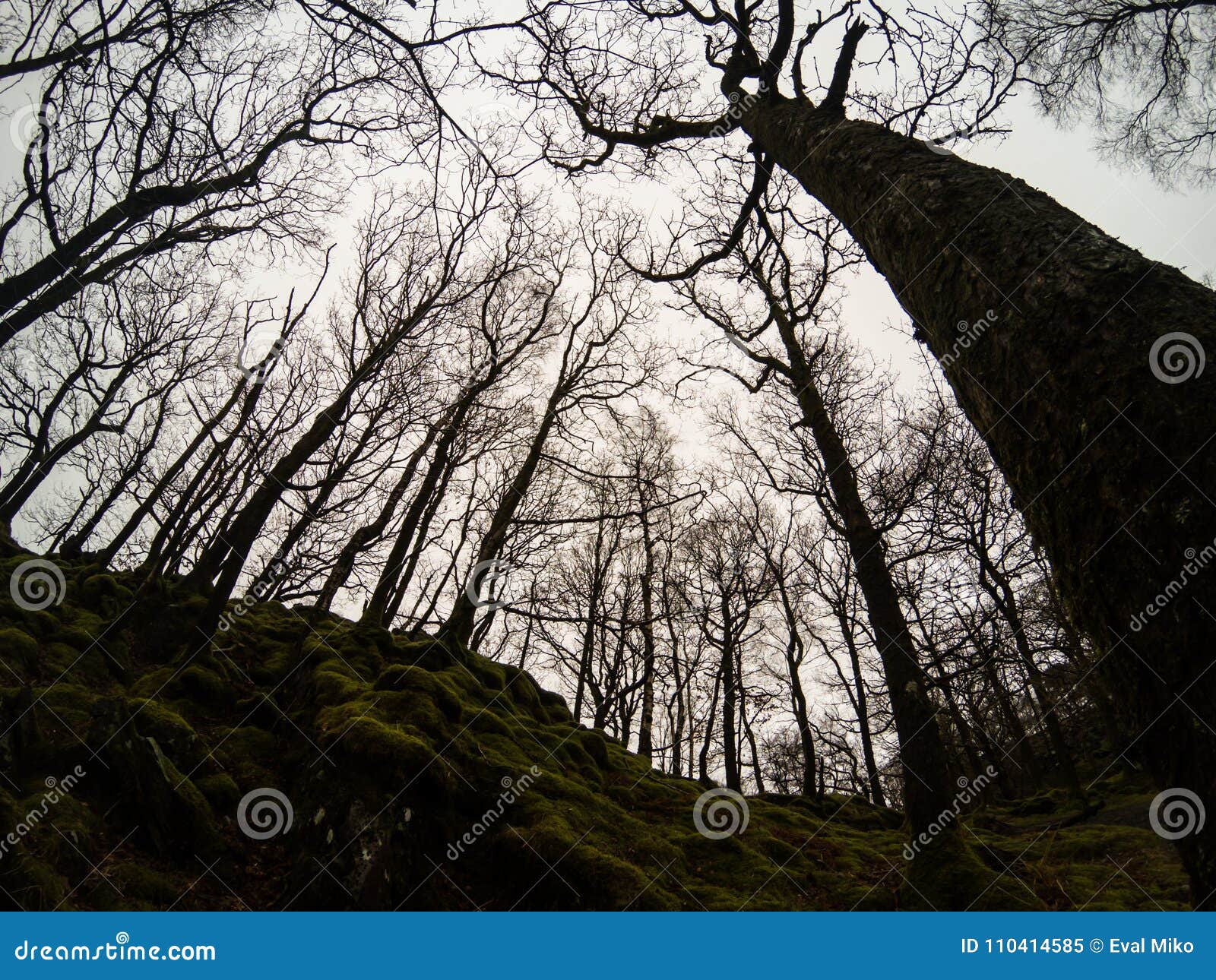 Mysterious World of Trees in British Forests Stock Image - Image of ...