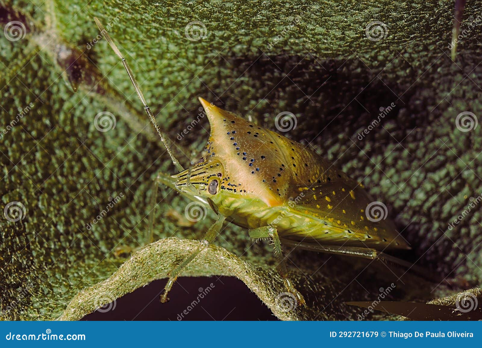 Mystery of the Bluish-Dotted Spined Green Stink Bug Stock Image - Image ...