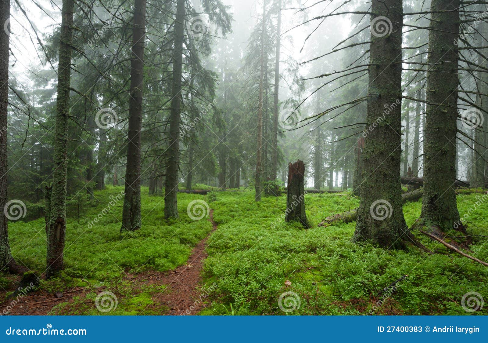 Mystery forest stock image. Image of single, hiking, footpath - 27400383