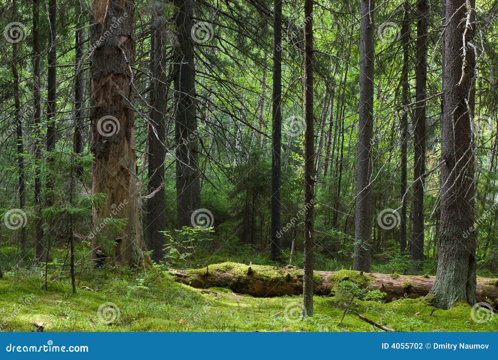 Mystery forest stock photo. Image of reserve, mystery - 4055702