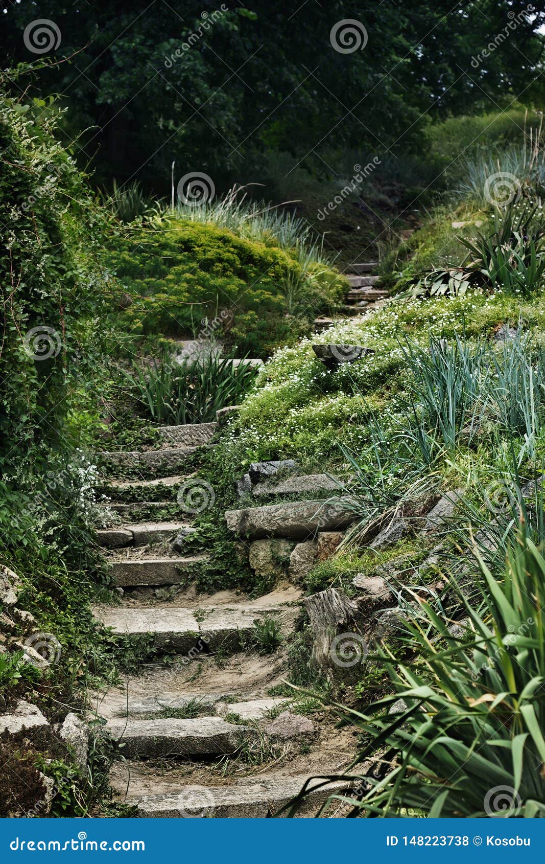 A Mystery Half-ruined Stone Steps in Forest Thicket Stock Photo - Image ...