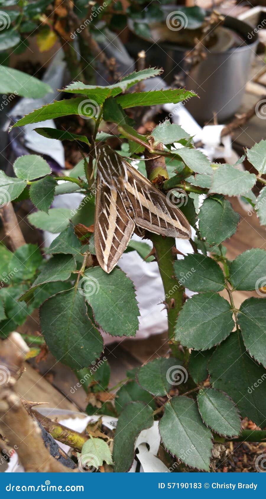 Mystery Moth stock image. Image of mammoth, moth, backyard - 57190183