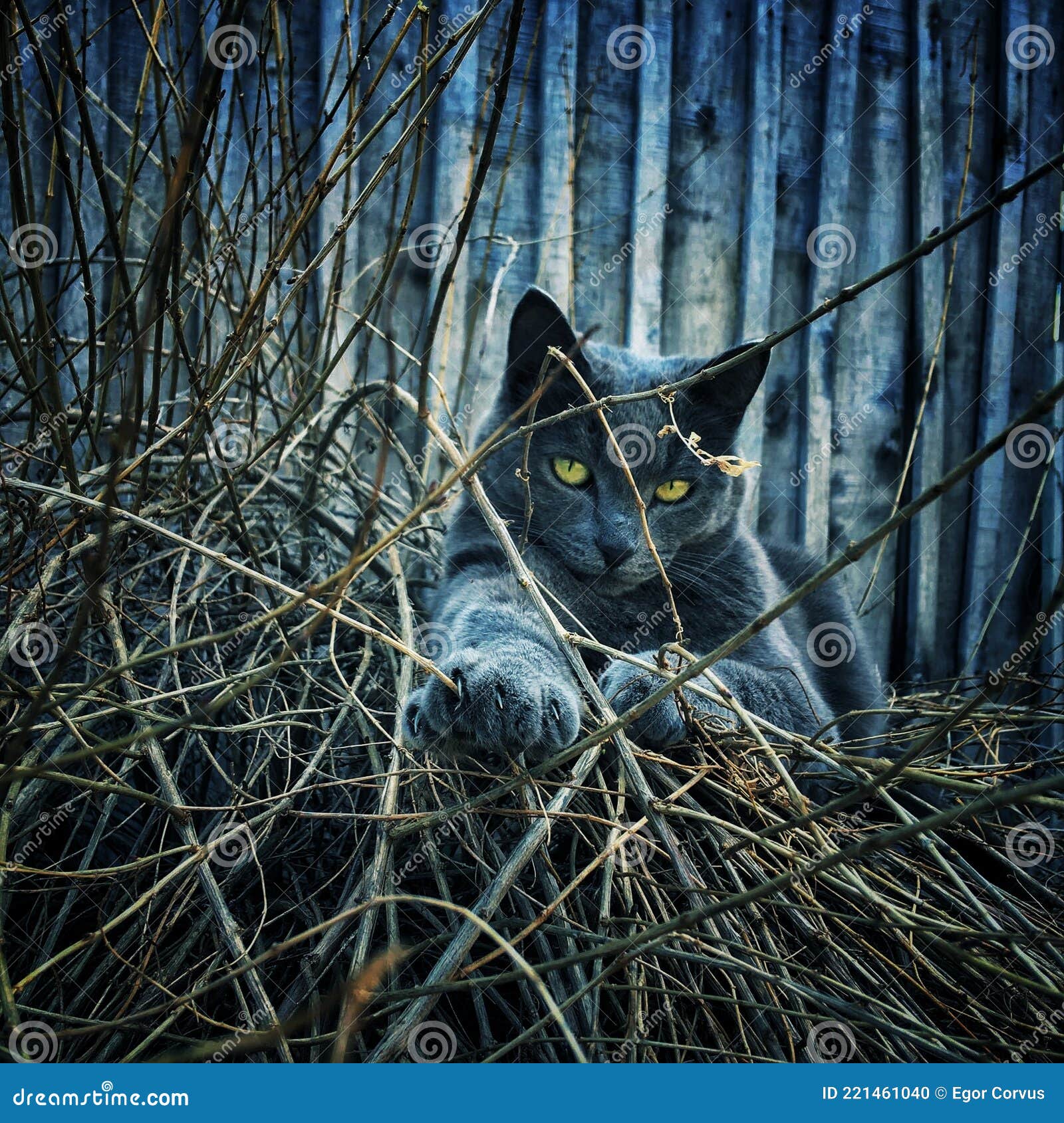 Mystery reflection cat stock photo. Image of animal - 221461040