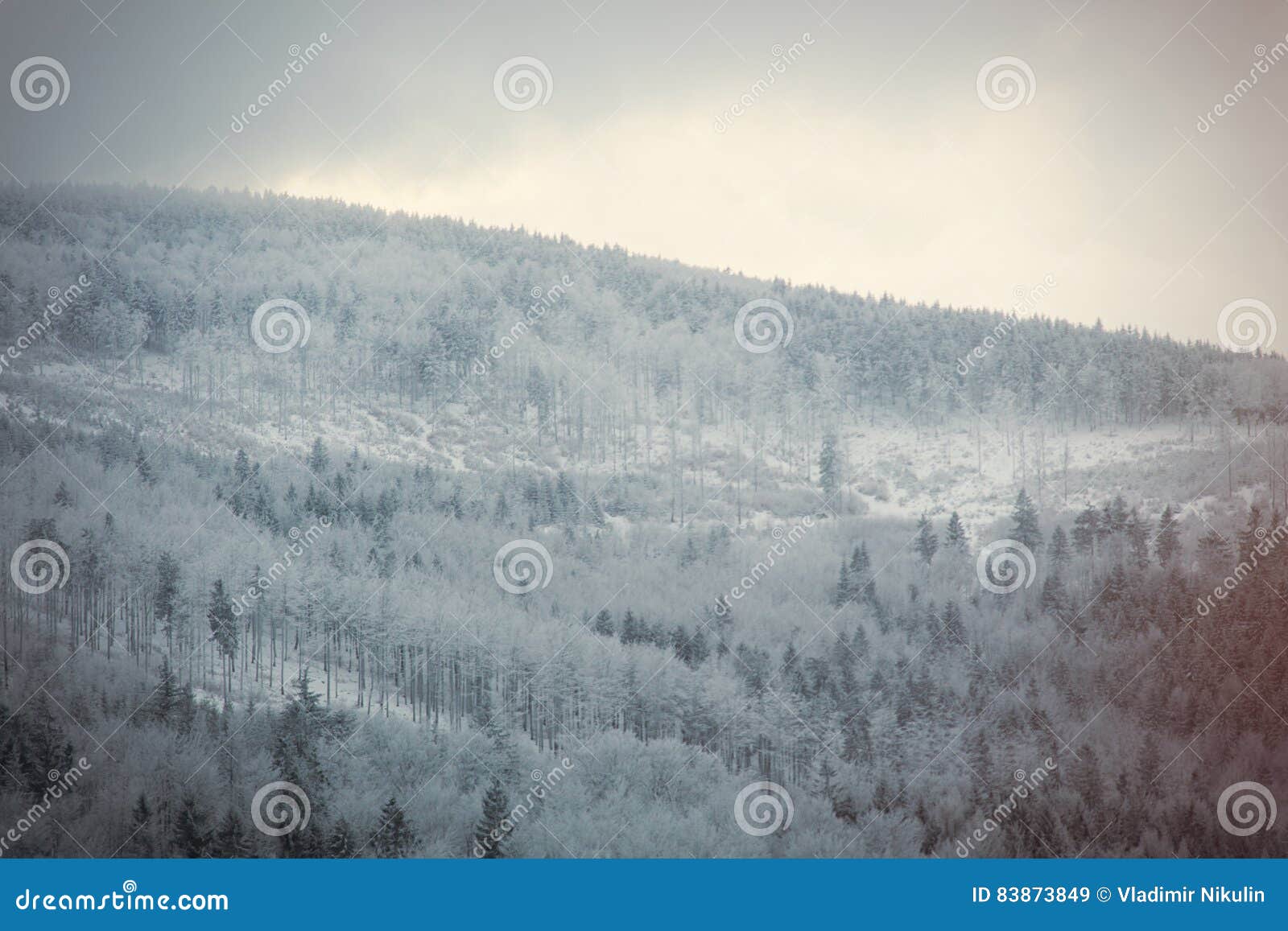 Mystery snow forest stock image. Image of dark, elegance - 83873849