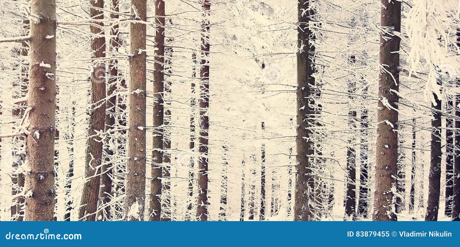 Mystery snow forest stock image. Image of nature, fantasy - 83879455