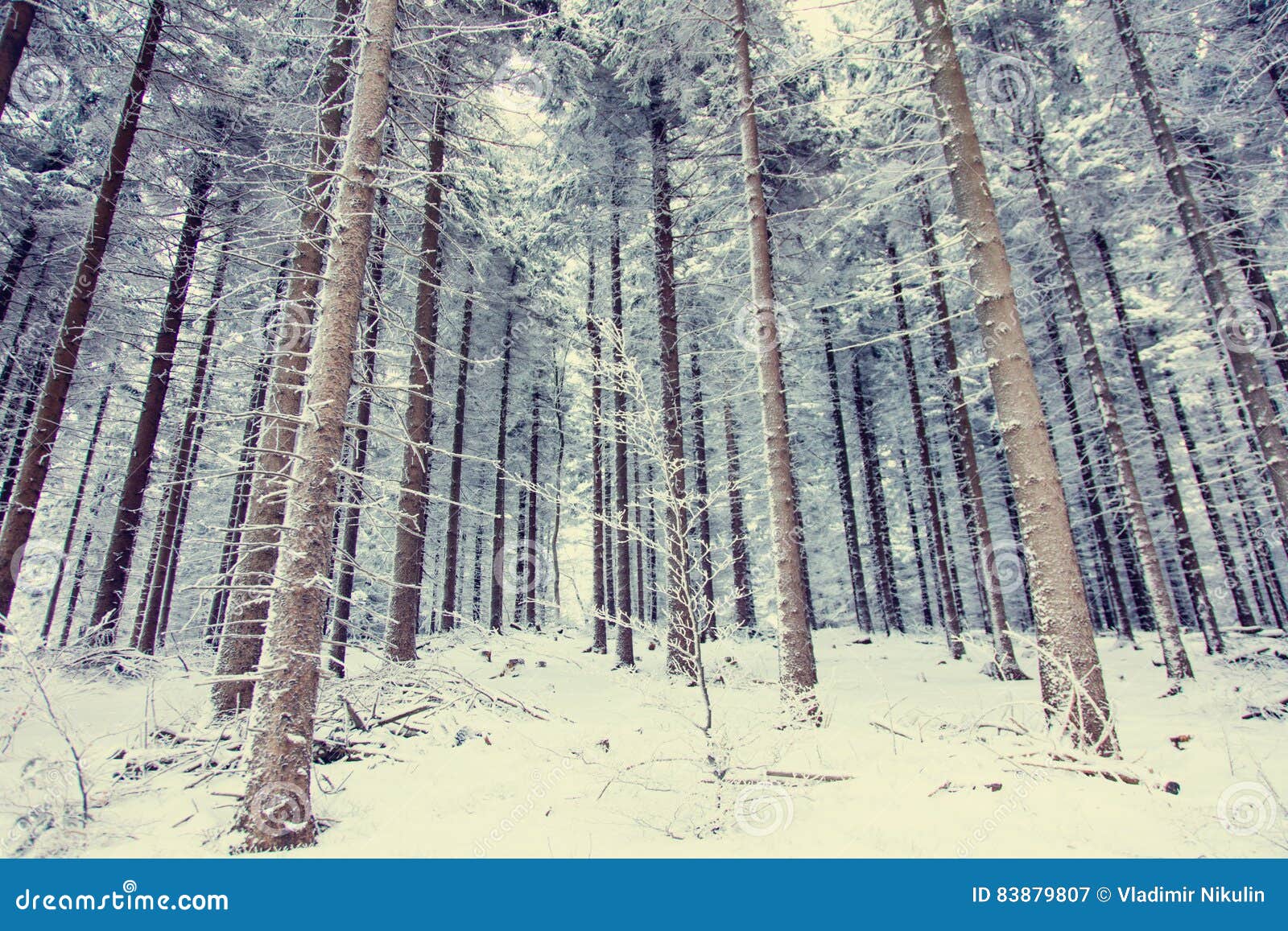 Mystery snow forest stock image. Image of horror, dawn - 83879807