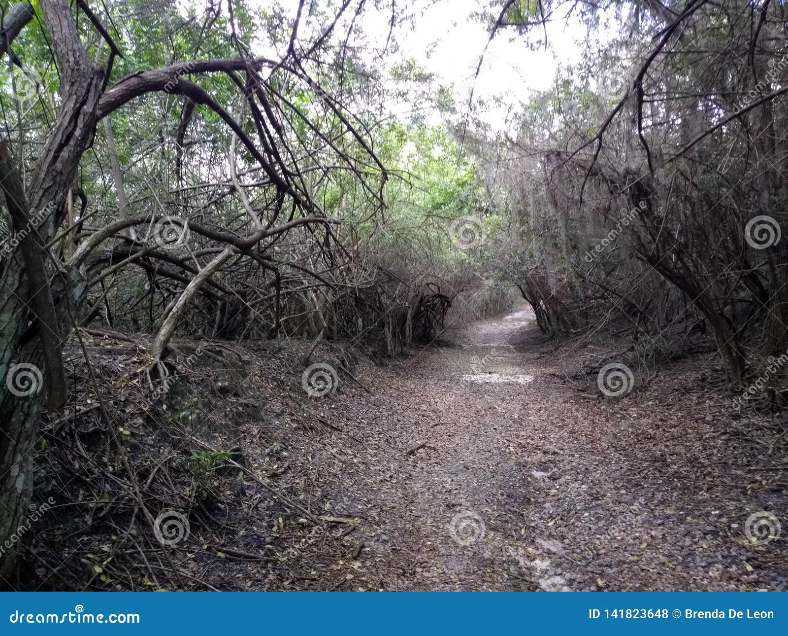 Mystery Tree That Another Half Dead And Another Half Still Alive ...