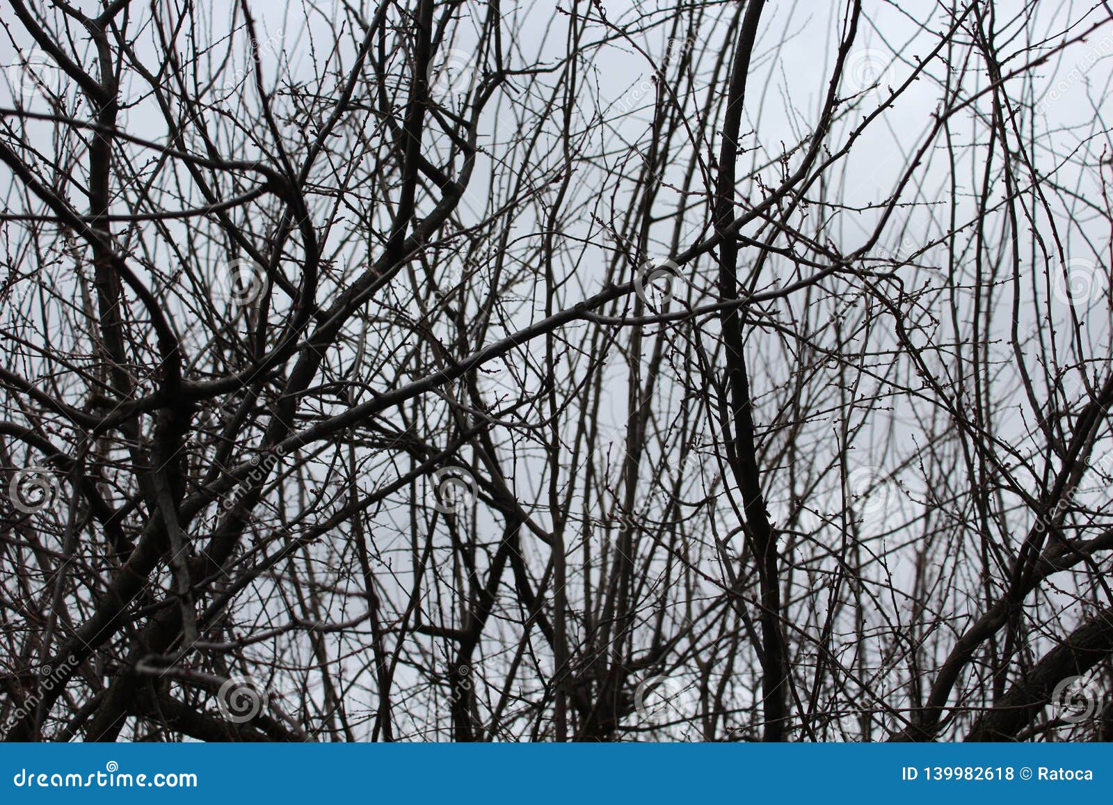 Mystery Tree That Another Half Dead And Another Half Still Alive ...