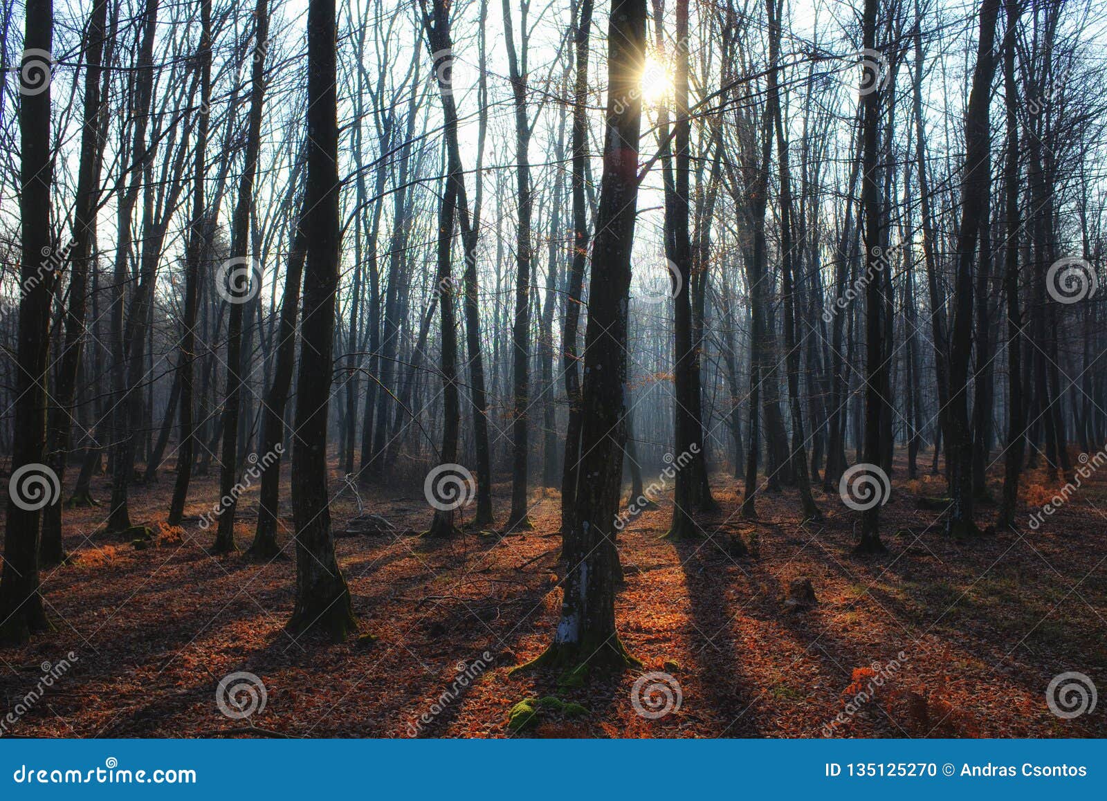 Mystic Bare Forest with Fog, Long Shadows and Sunbeam Stock Photo ...