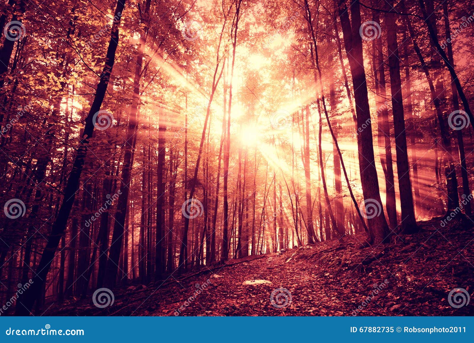 Mystic Dark Red Saturated Foggy Forest Stock Image - Image of woods ...