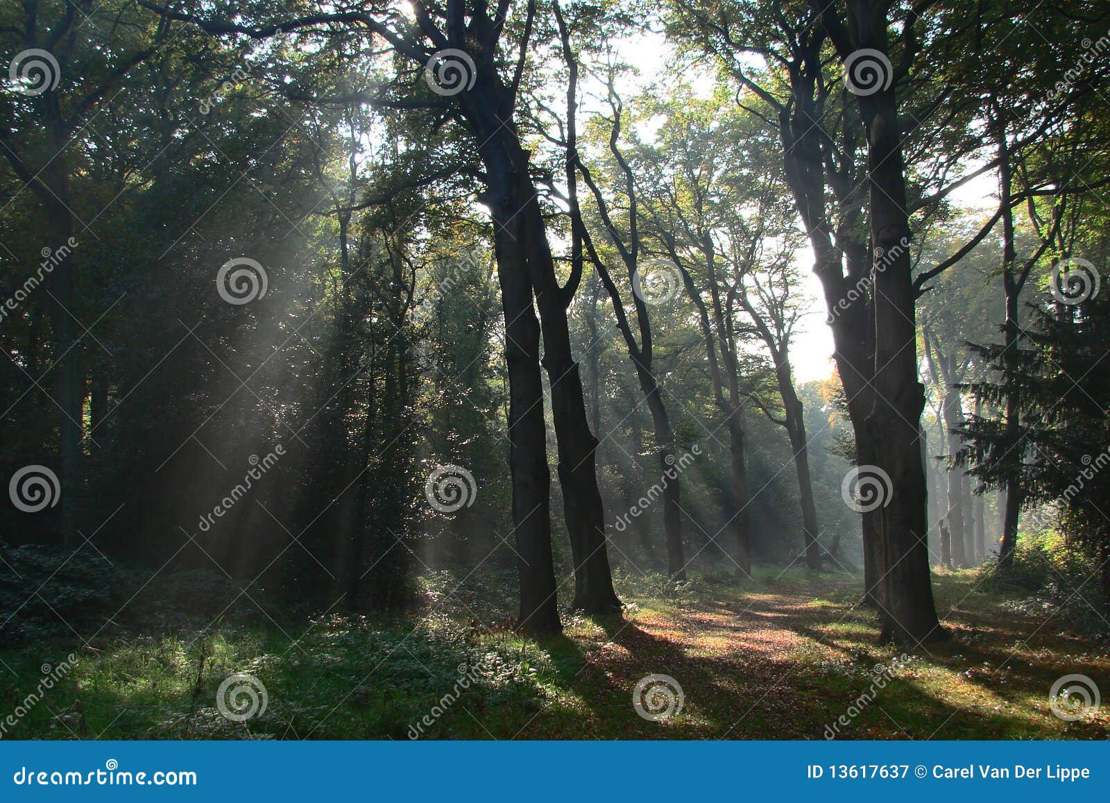 Mystic Dutch forest stock image. Image of netherlands - 13617637