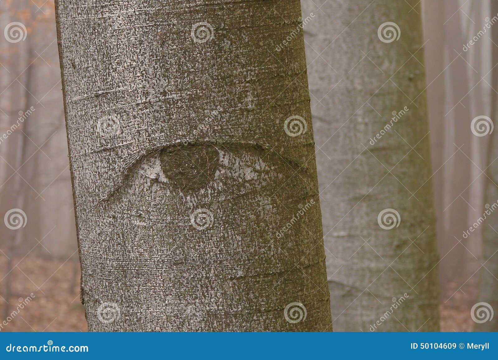 Mystic eye forest stock image. Image of backdrop, texture - 50104609