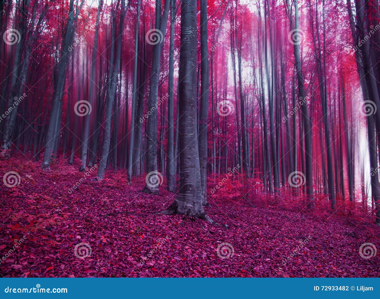 Pink Forest Flower. Stock Photography | CartoonDealer.com #89176688