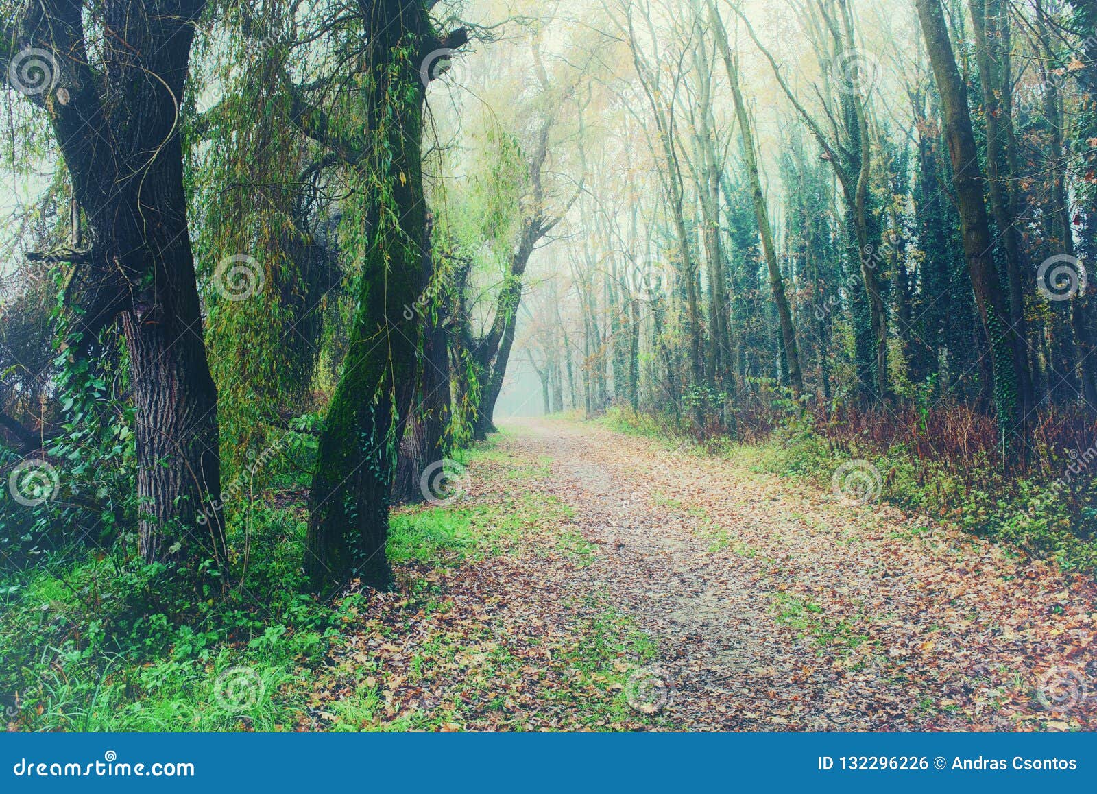 Mystic Foggy Forest with a Pathway Stock Photo - Image of horror, bush ...