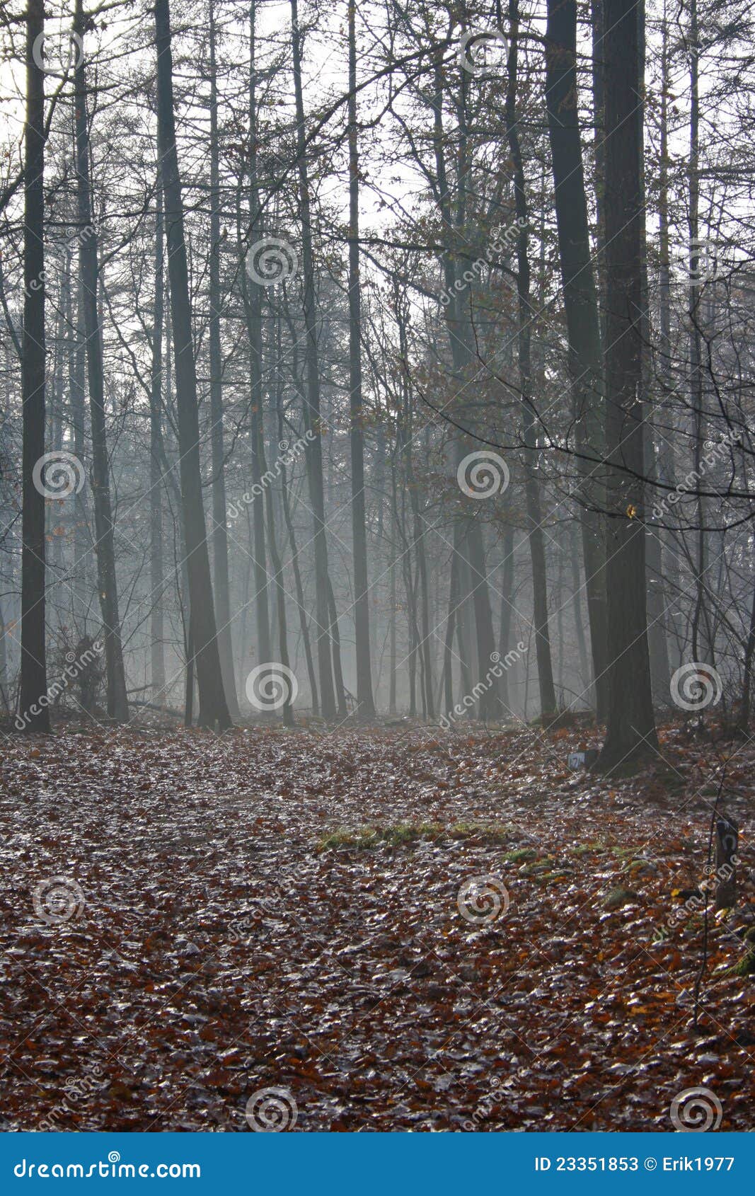 Mystic Forest stock image. Image of misty, walk, tree - 23351853