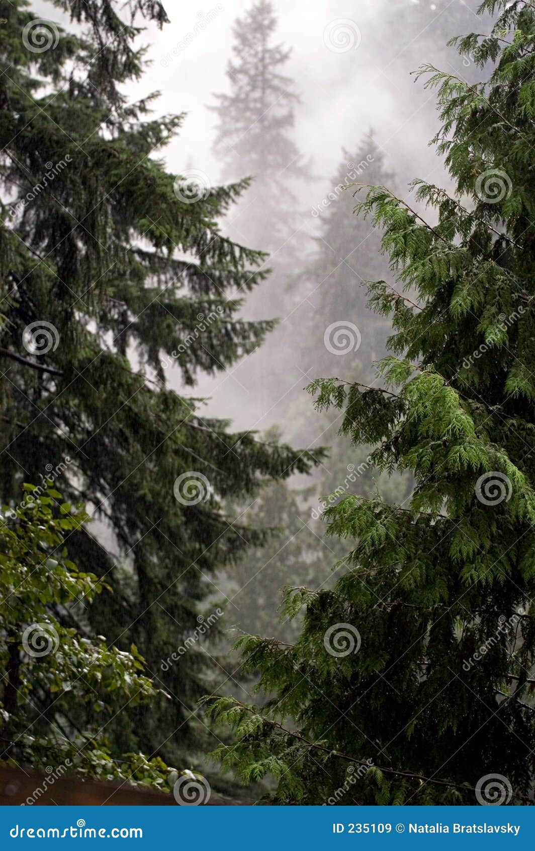 Mystic forest stock image. Image of fall, landscape, duotone - 235109