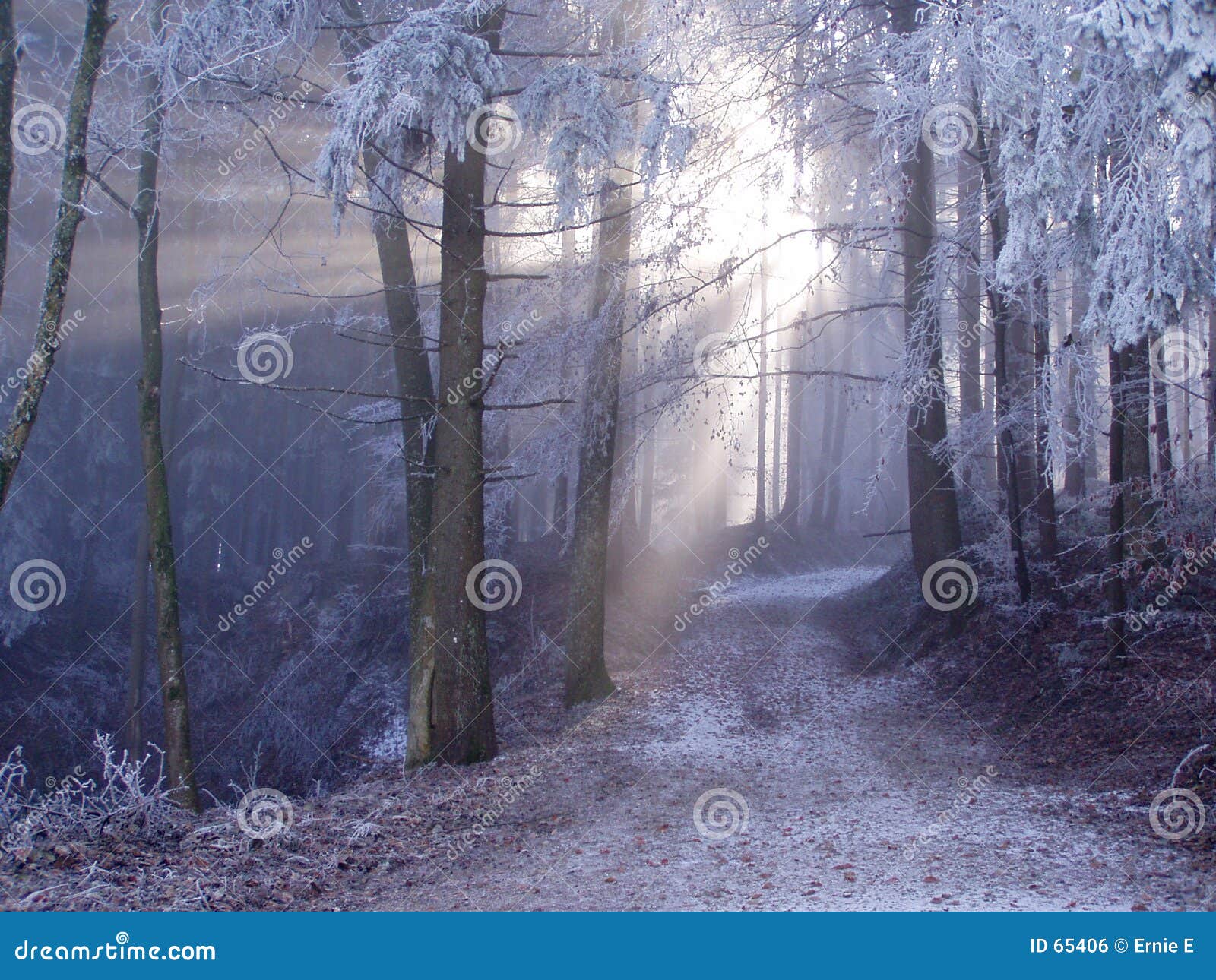 Mystic forest. stock photo. Image of road, frost, alpine - 65406