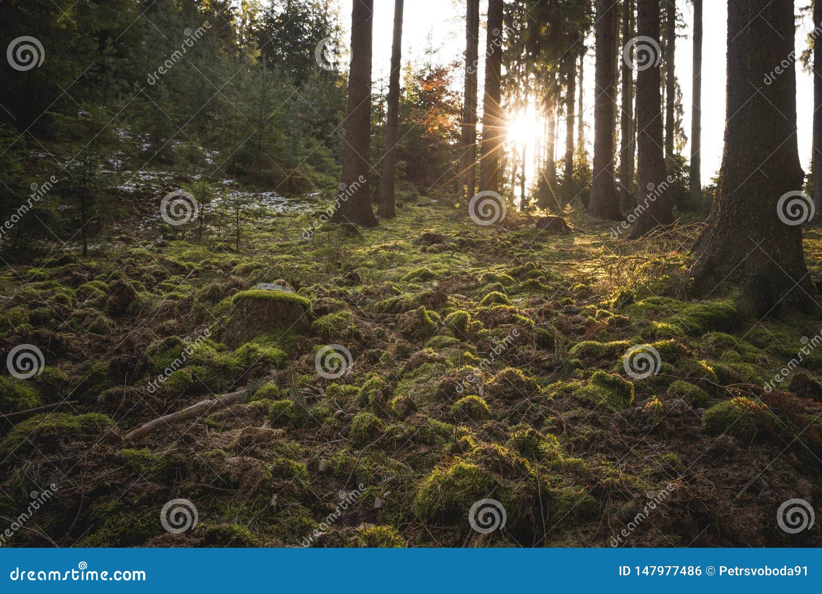 Mystic Forest, Ground Covered of Green Moss. Backlit Trees. Mystic ...