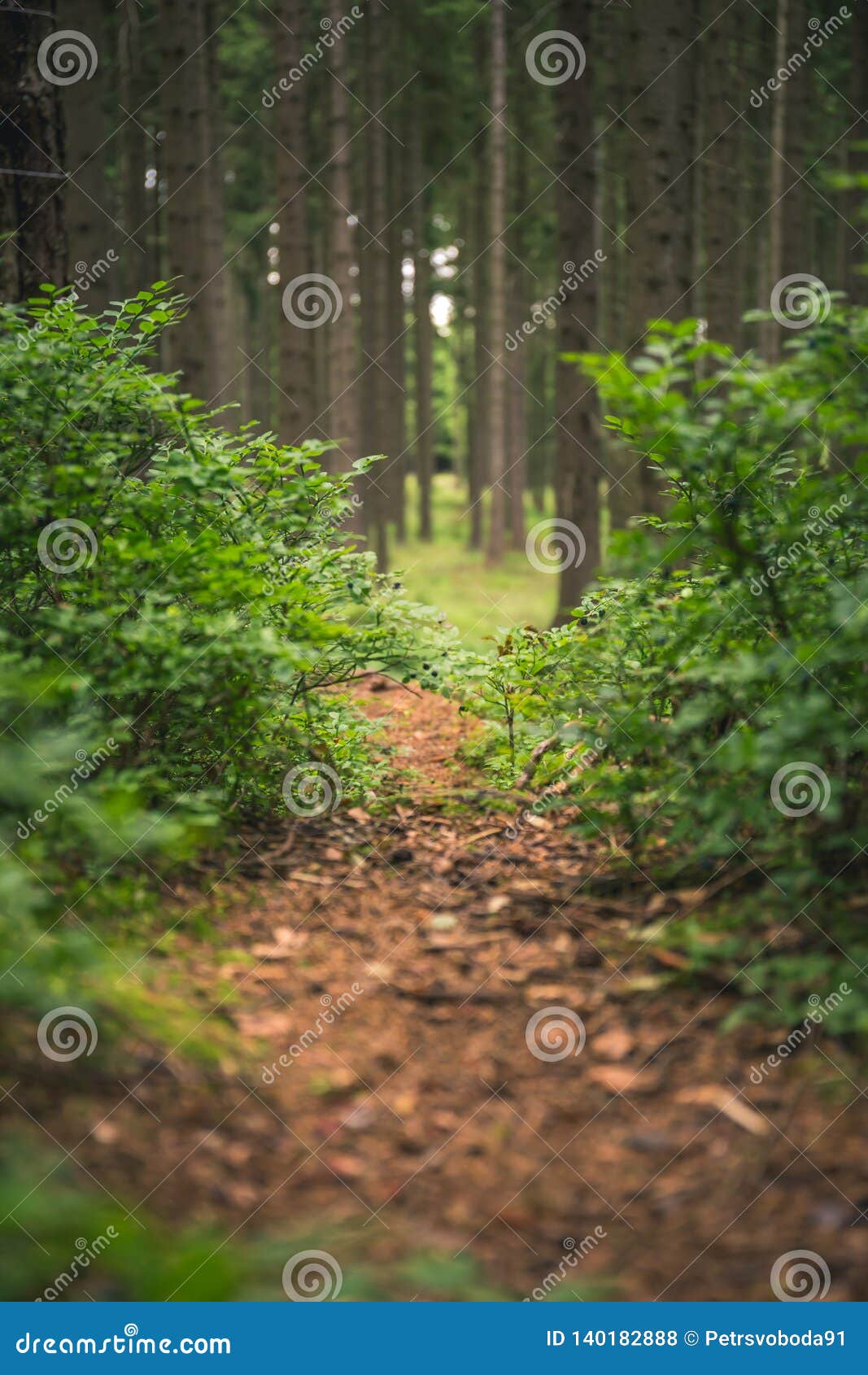 A Path Through A Spooky, Eerie Commercial Tree Plantation Forest. On A ...