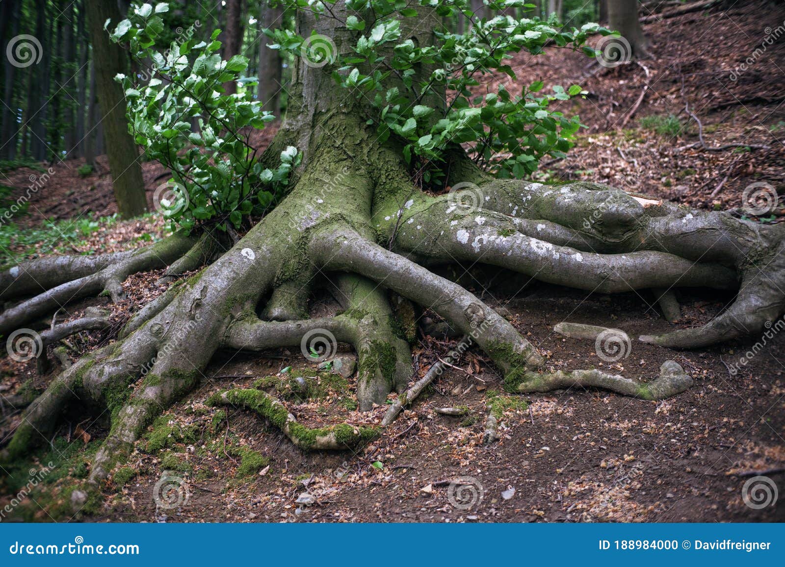 Mystic Giant Tree Roots in the Deep Green Forest Stock Photo - Image of ...