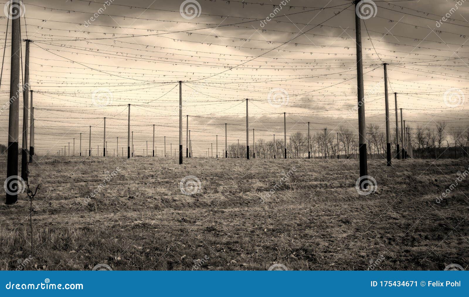 A Mystic Hop field stock image. Image of field, plant - 175434671