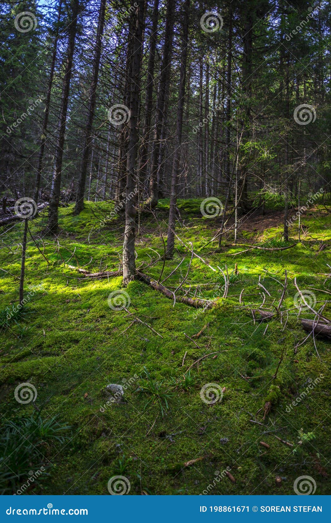 Landscape Inside of the Forest Stock Image - Image of night, event ...