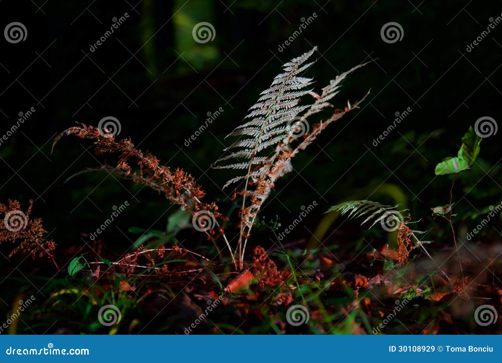 Magical fern in the forest stock image. Image of magical - 30108929