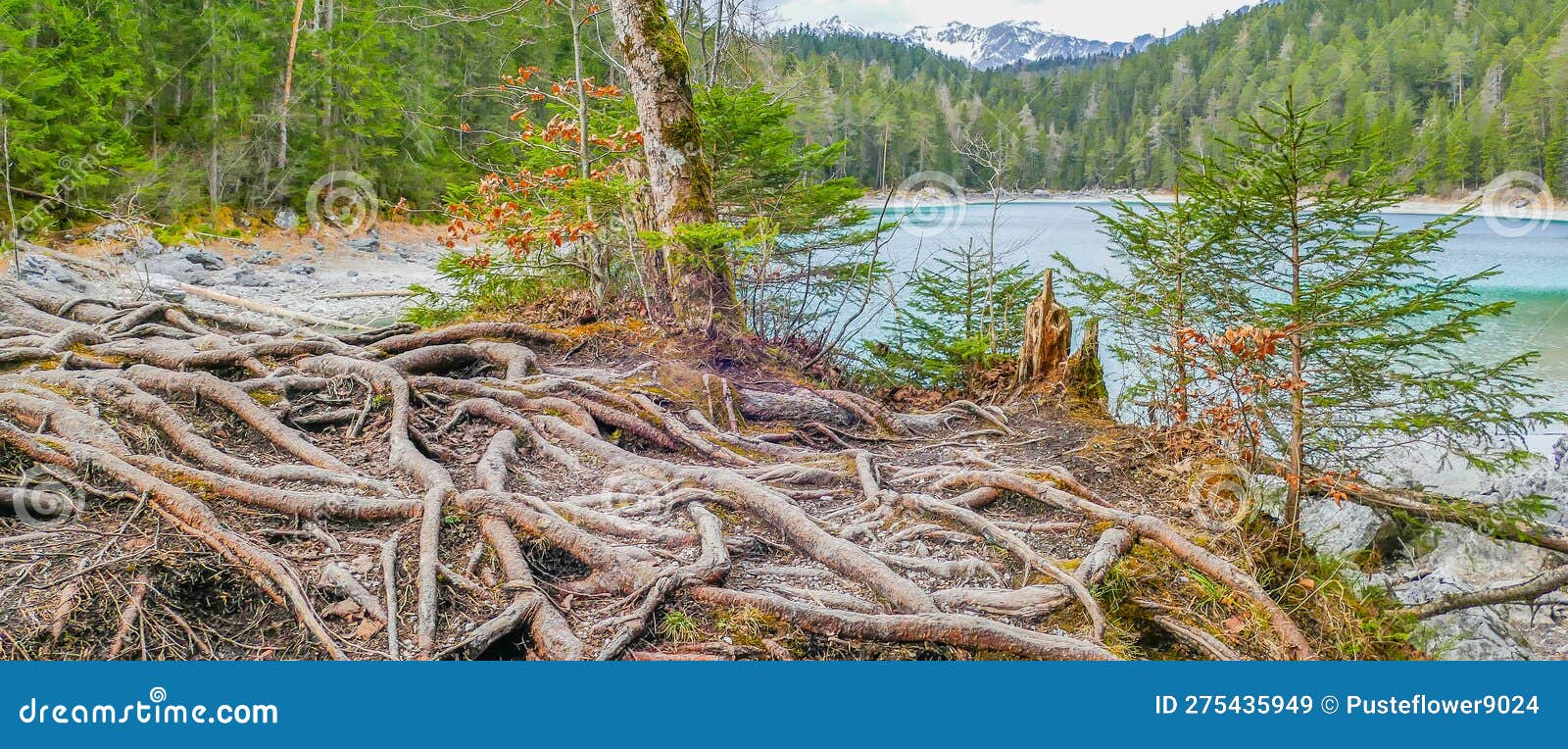 Tree Root Network in Front of Mountain Lake Stock Image - Image of ...