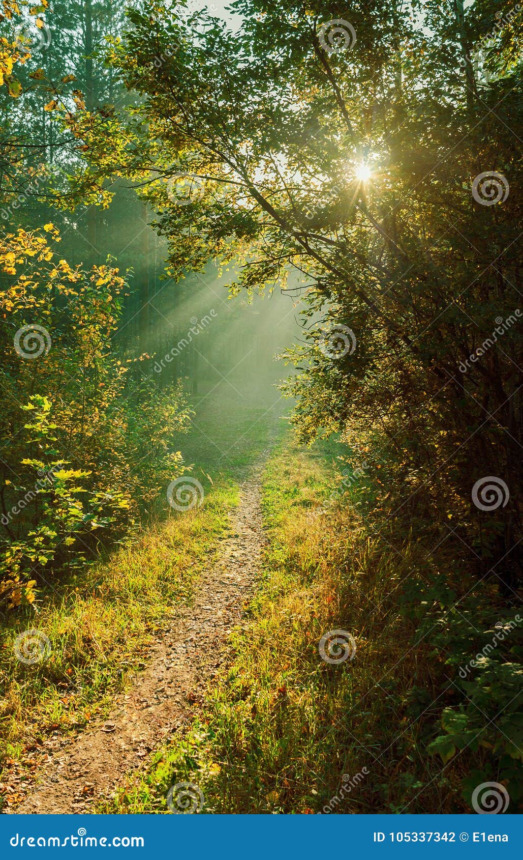 Mystic path in the forest stock photo. Image of footpath - 105337342