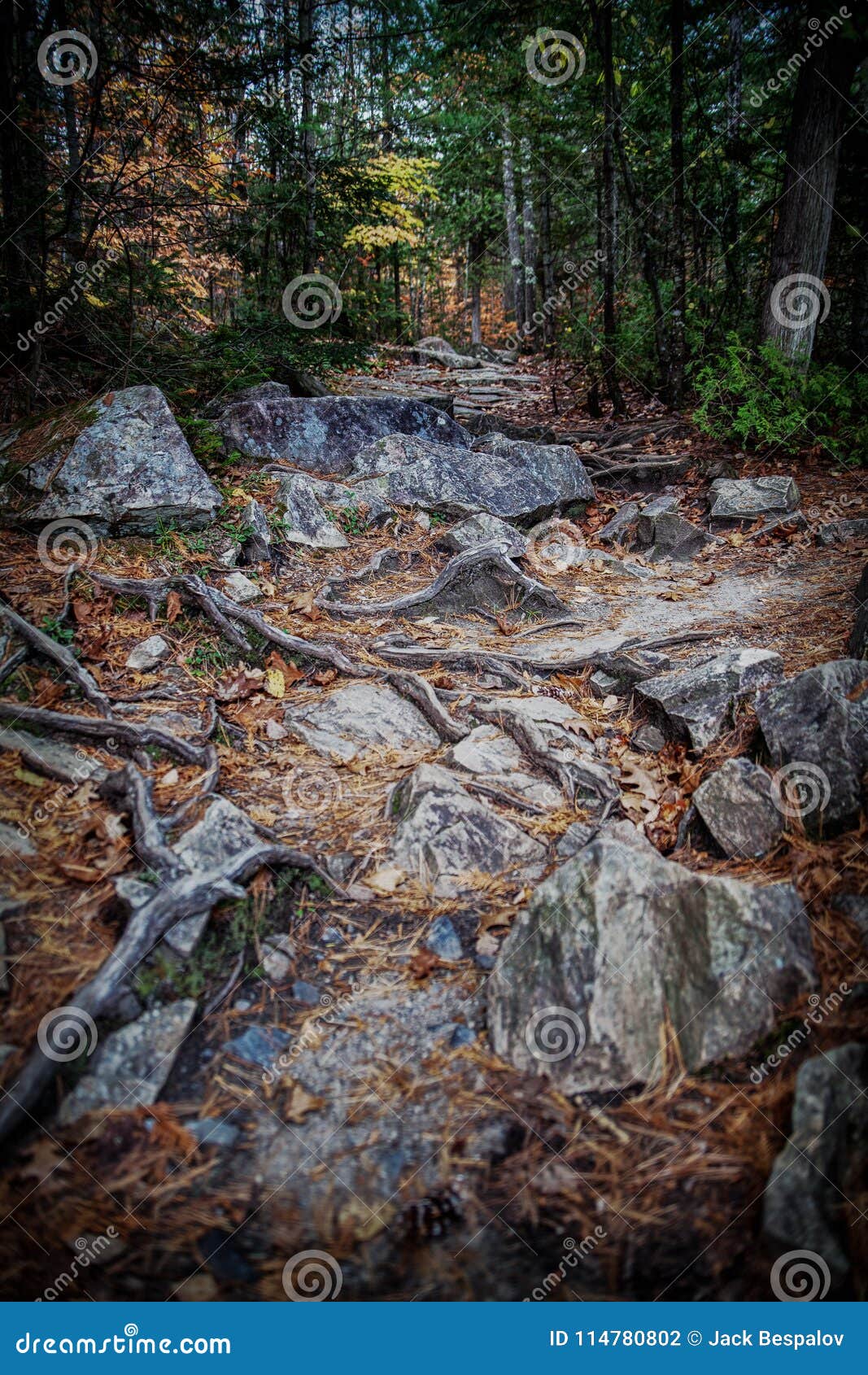 Mystic path in the forest stock photo. Image of leaves - 114780802