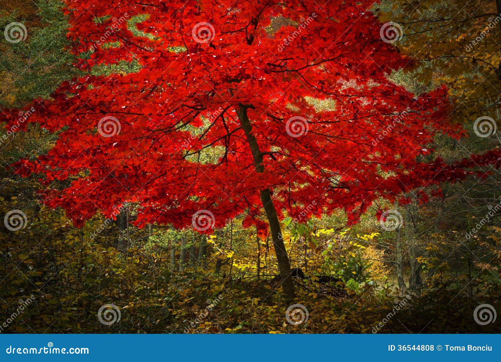 Mystic red tree stock photo. Image of horror, misty, trees - 36544808