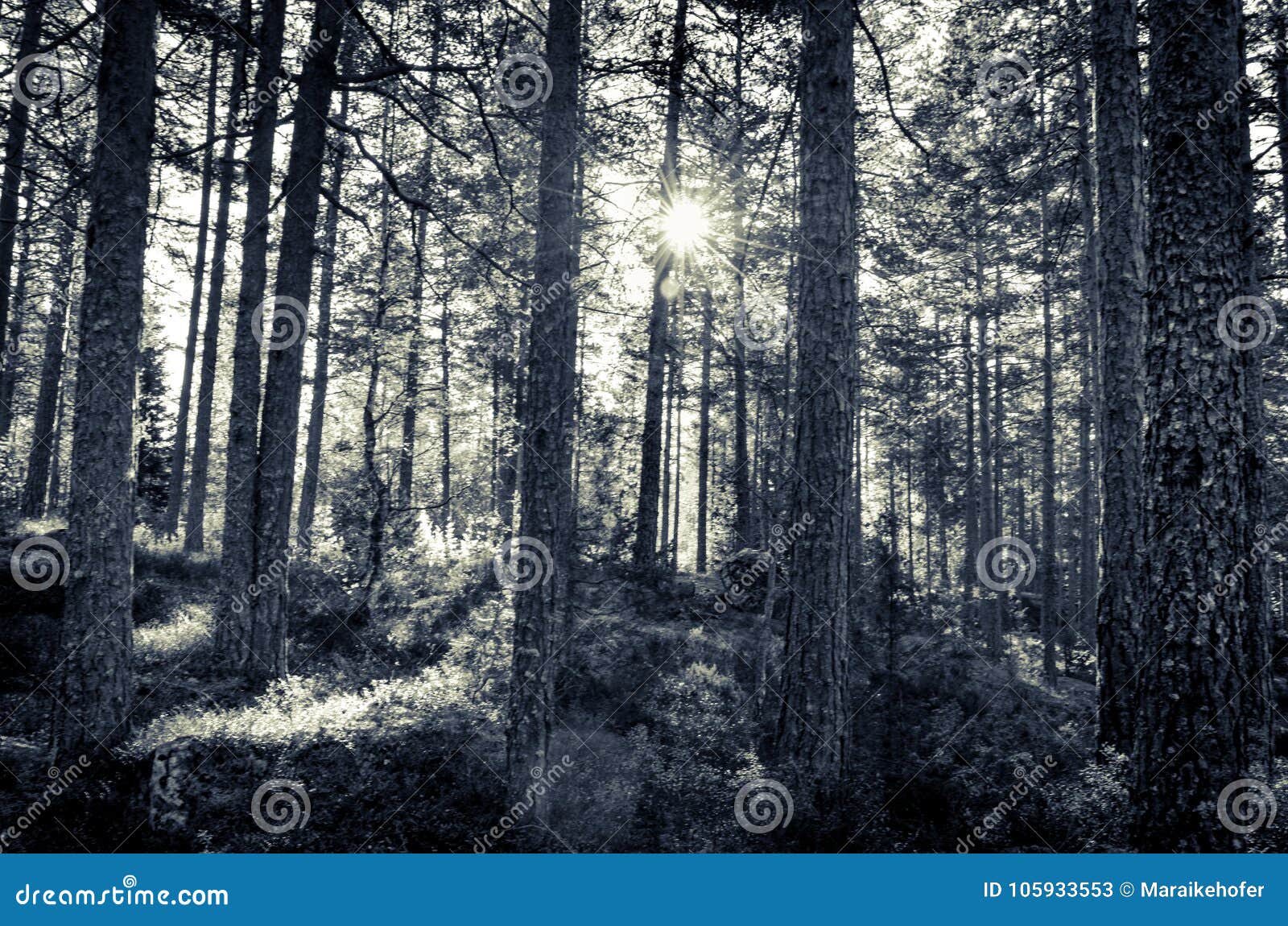Mystic Spooky Blue Forest Tree Landscape Stock Image - Image of lovely ...