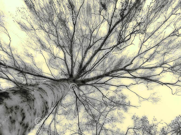 Mystic tree stock image. Image of forester, mistic, tree - 149481