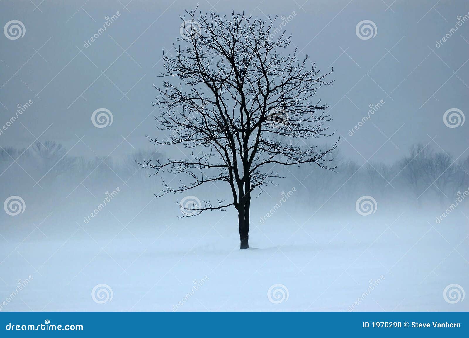 Mystic Tree stock photo. Image of forest, cold, scenic - 1970290