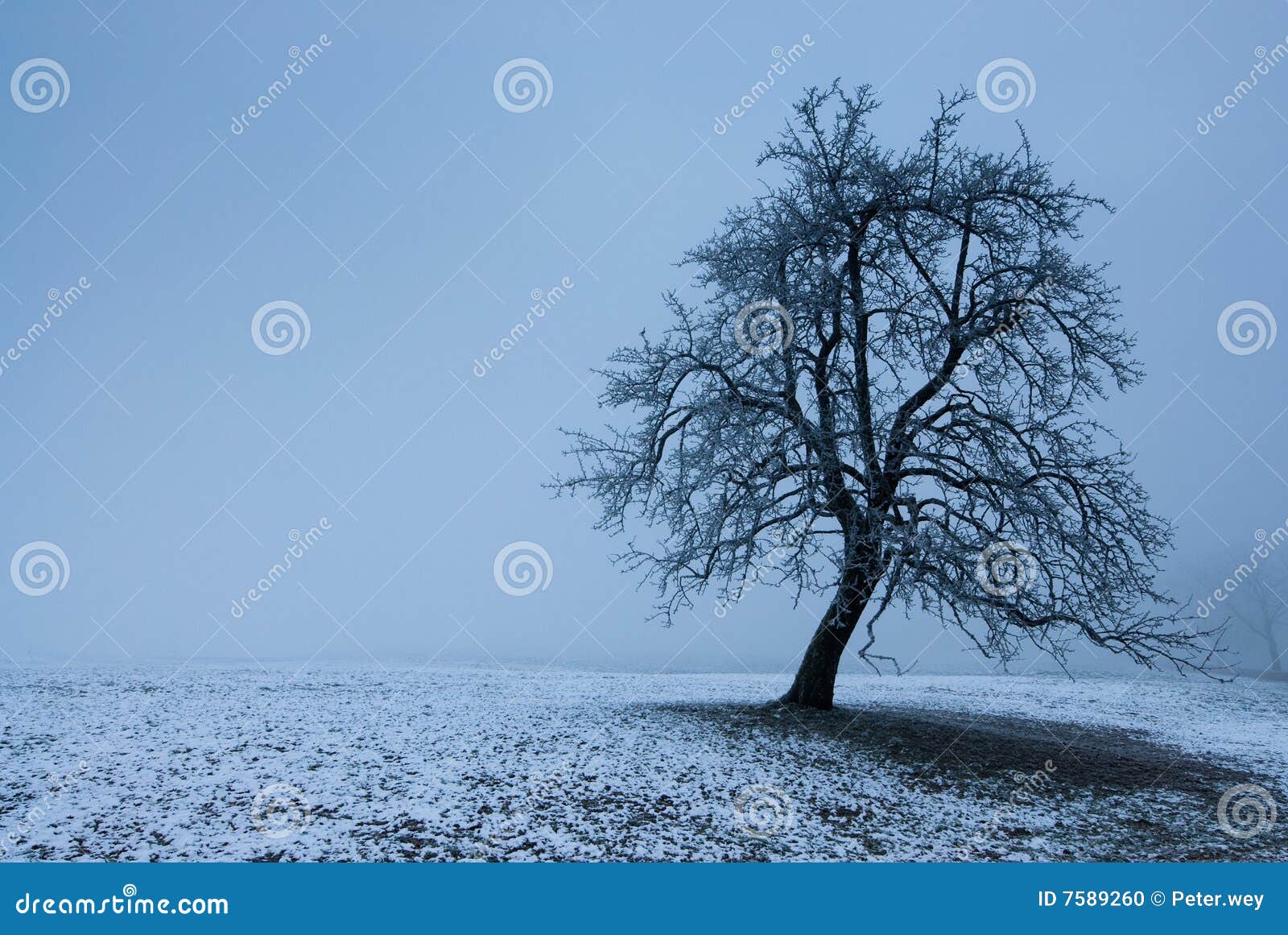 Mystic tree stock photo. Image of view, dramatic, scenic - 7589260