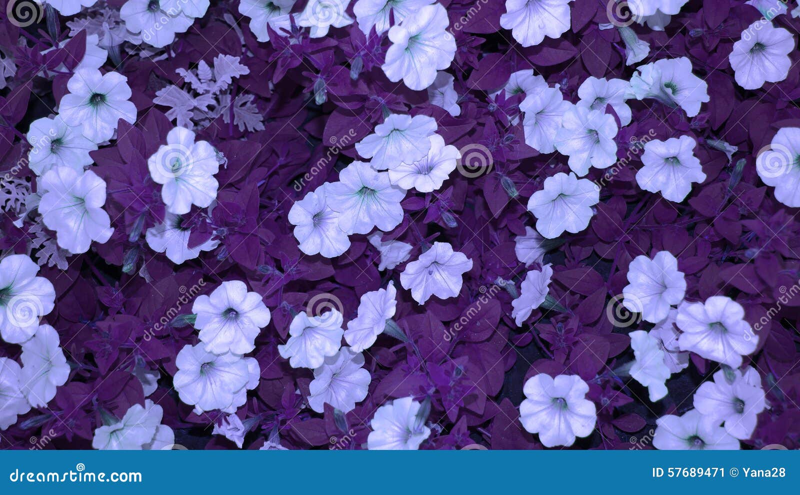 Mystic Violet Flowers Background Stock Image - Image of flower, cute ...