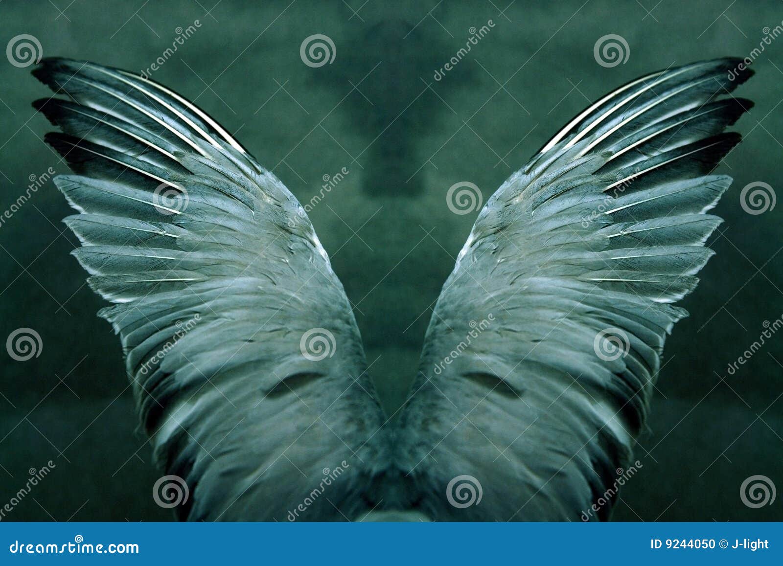 722 Wings Shades Stock Photos - Free & Royalty-Free Stock Photos from ...