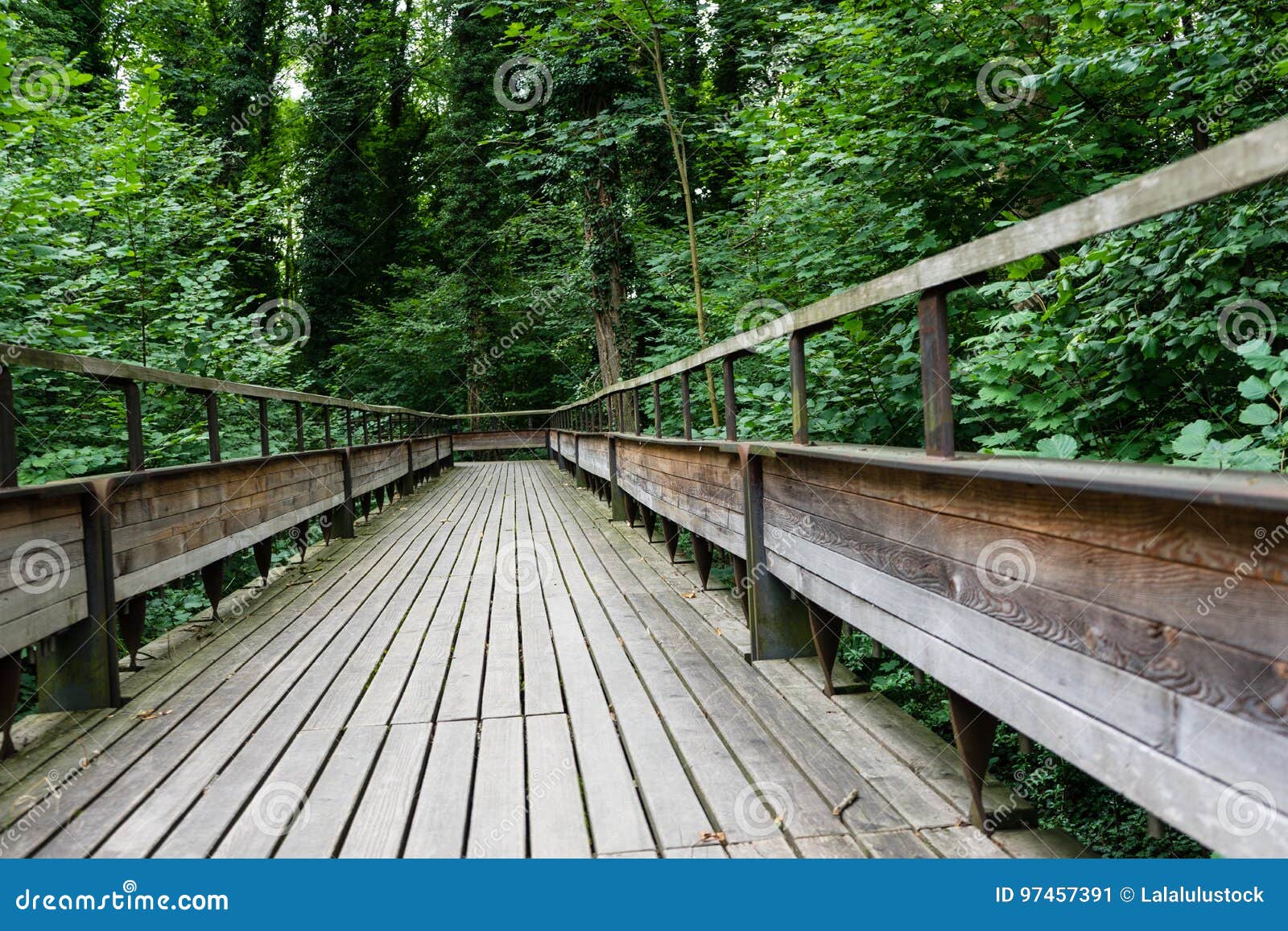 Mystic wood path in forest stock image. Image of rural - 97457391
