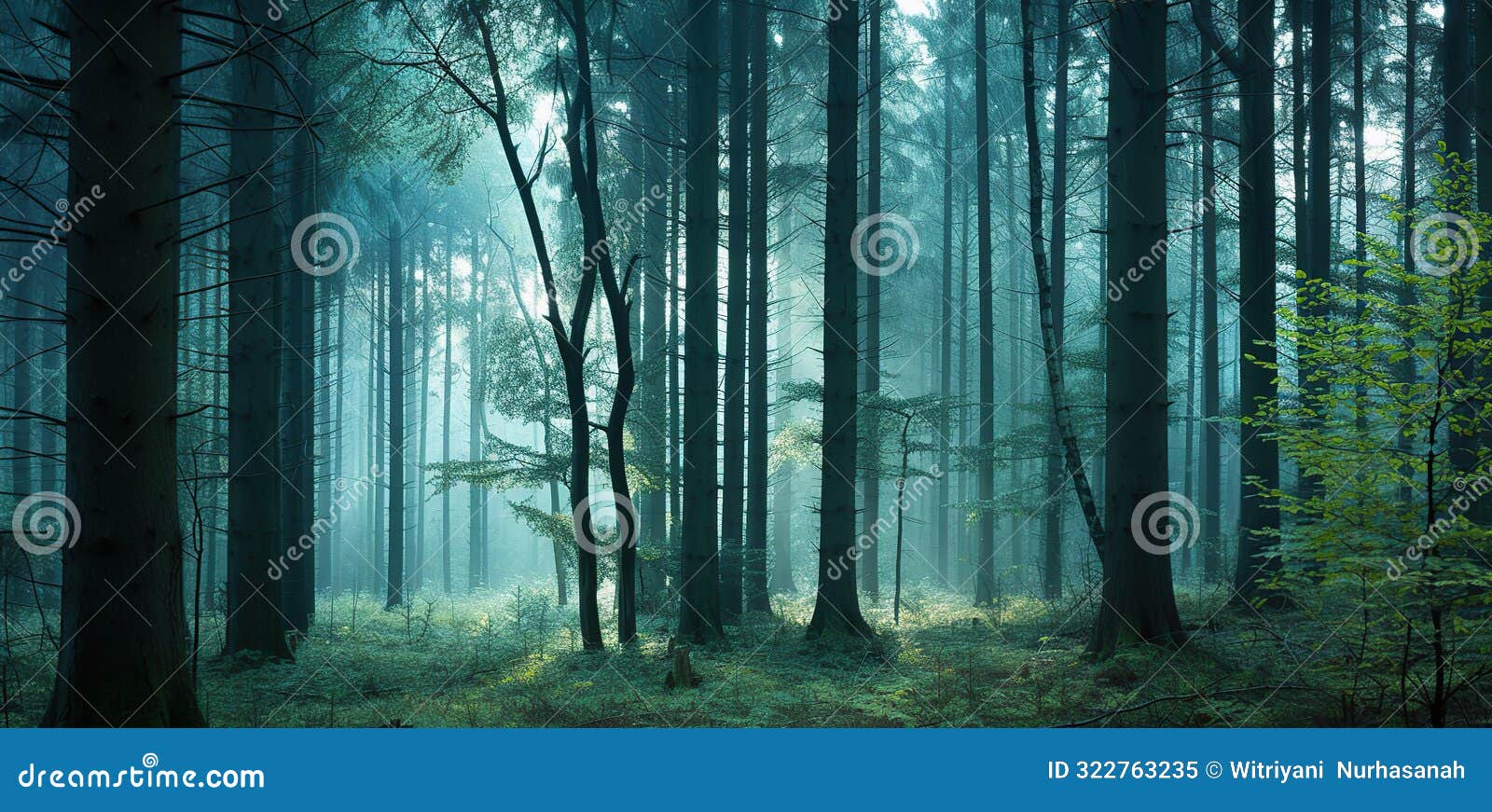 The Mystical Allure of an Enchanted Forest, Where Towering Trees ...