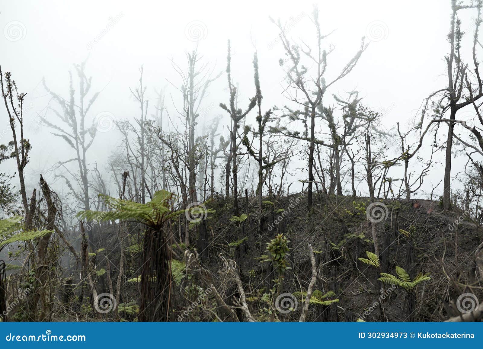 Mystical Atmosphere in a Destroyed Forest on a Volcano after an Ash ...