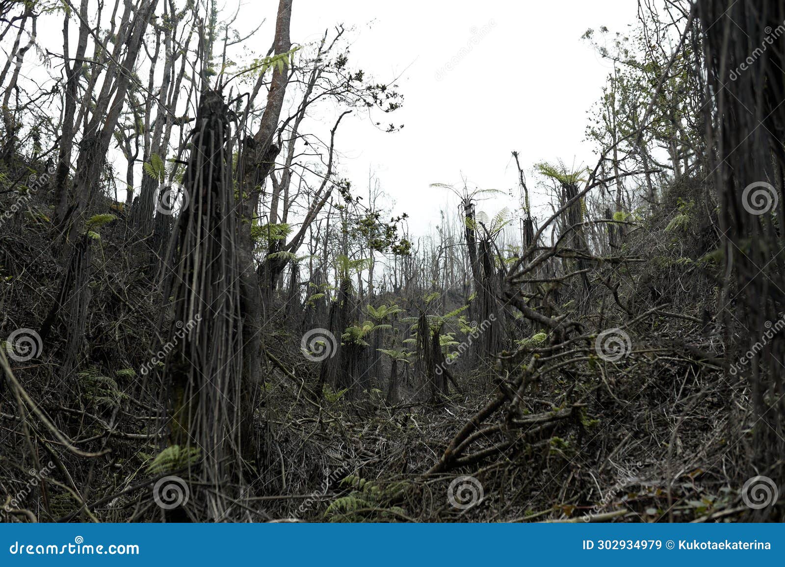 Mystical Atmosphere in a Destroyed Forest on a Volcano after an Ash ...