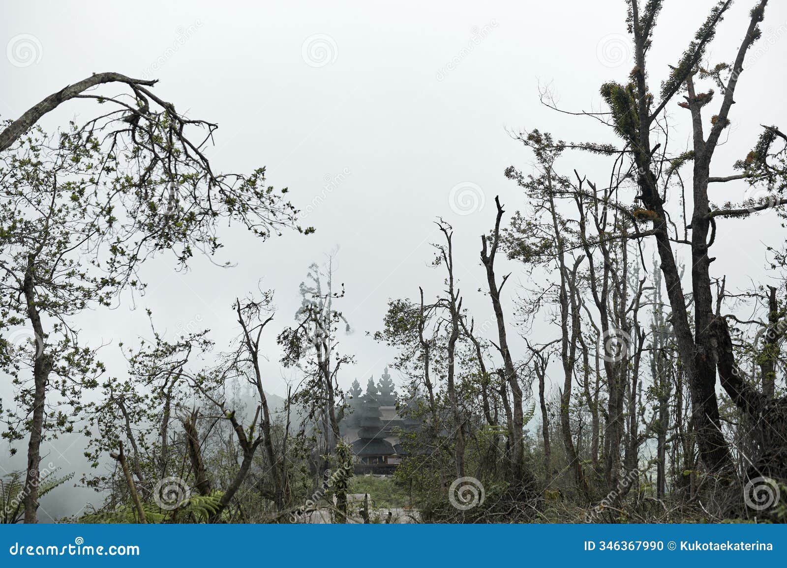 Mystical Atmosphere in a Destroyed Forest on a Volcano after an Ash ...