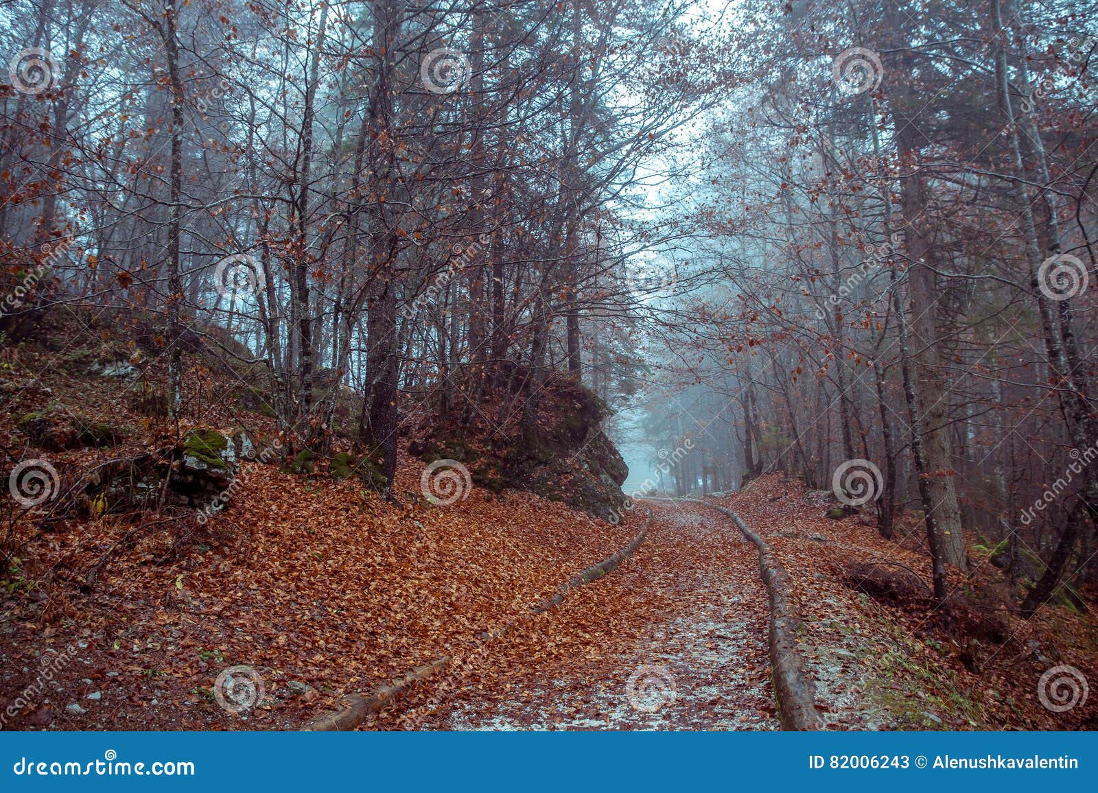 Mystical autumn forest stock image. Image of fairy, ground - 82006243