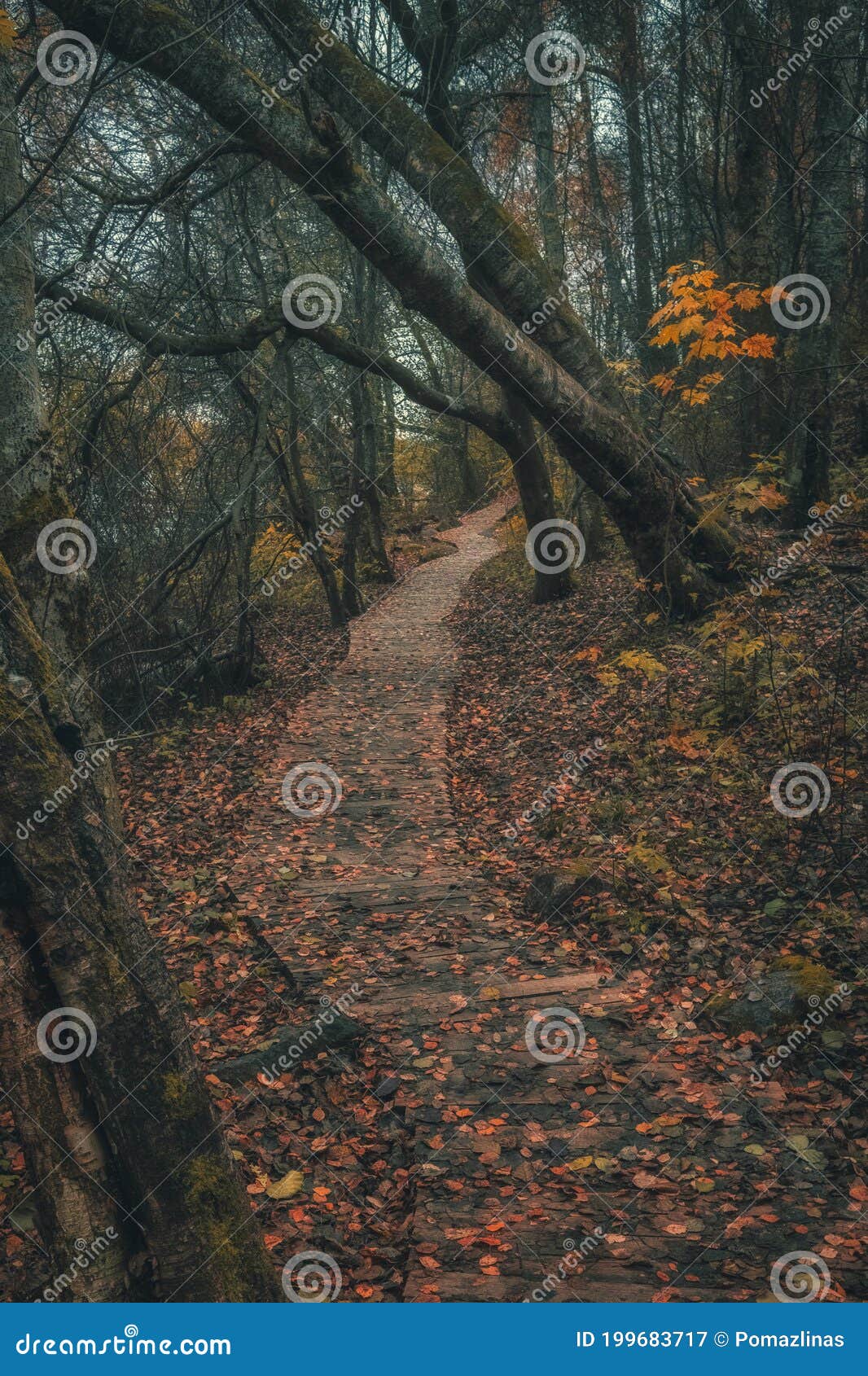 Mystical autumn forest stock image. Image of mysterious - 199683717